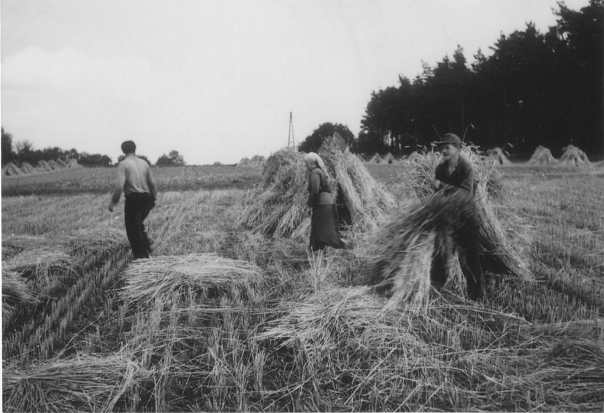Wendland-Archiv - Getreideernte