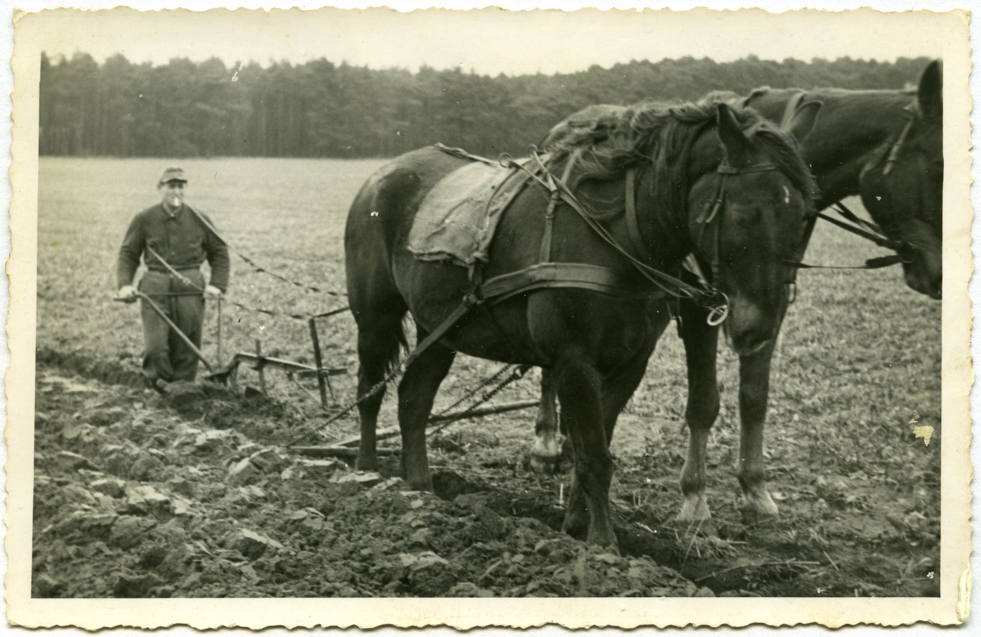 Wendland-Archiv - Pferde am Pflug